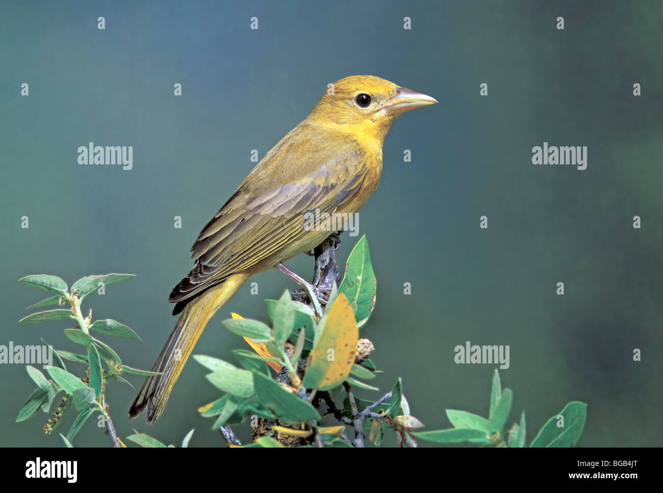 Horizontal wings hi-res stock photography and images - Alamy