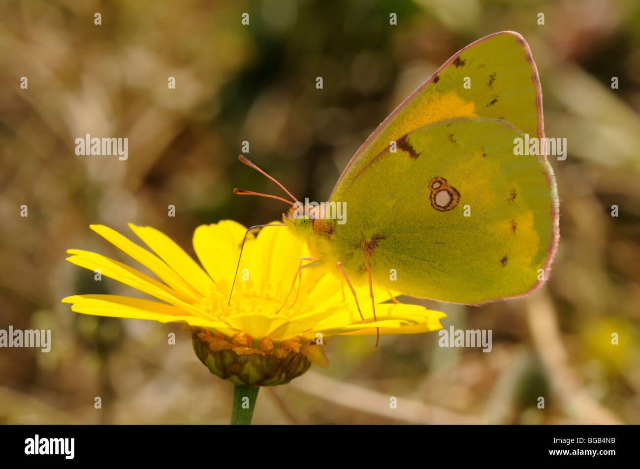 Butterfly yellow hi-res stock photography and images - Alamy