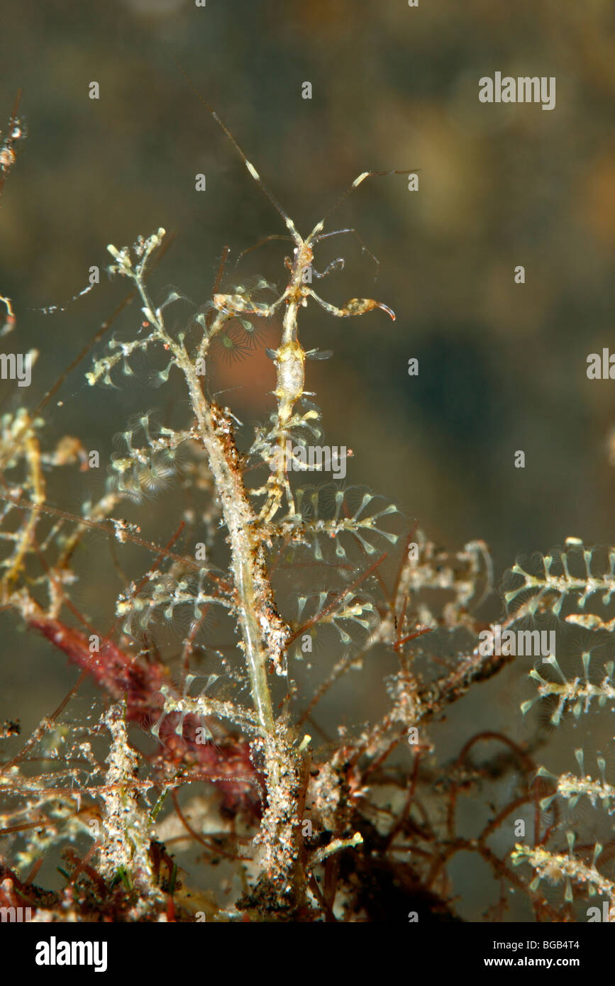 Skeleton shrimp, Caprella sp. This animal appears to be carrying eggs ...