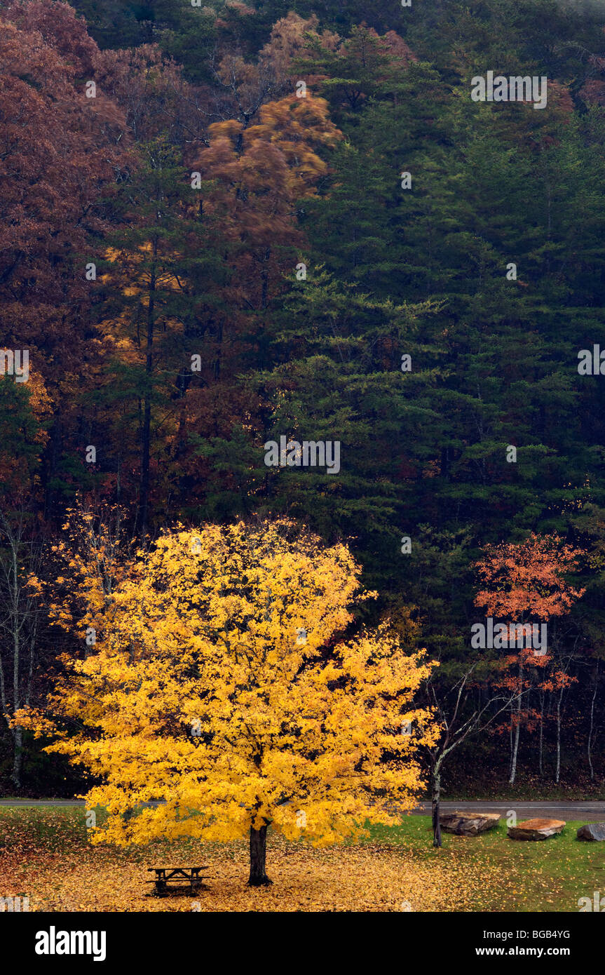 Tennessee state tree hi-res stock photography and images - Alamy