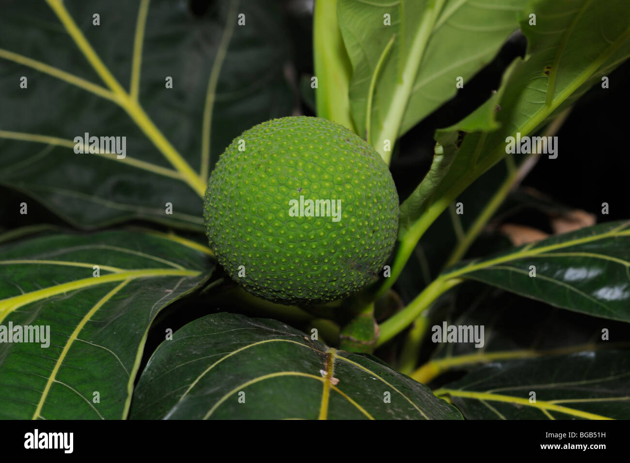 Breadfruit (Artocarpus altilis) on tree with leaves in view Stock Photo ...
