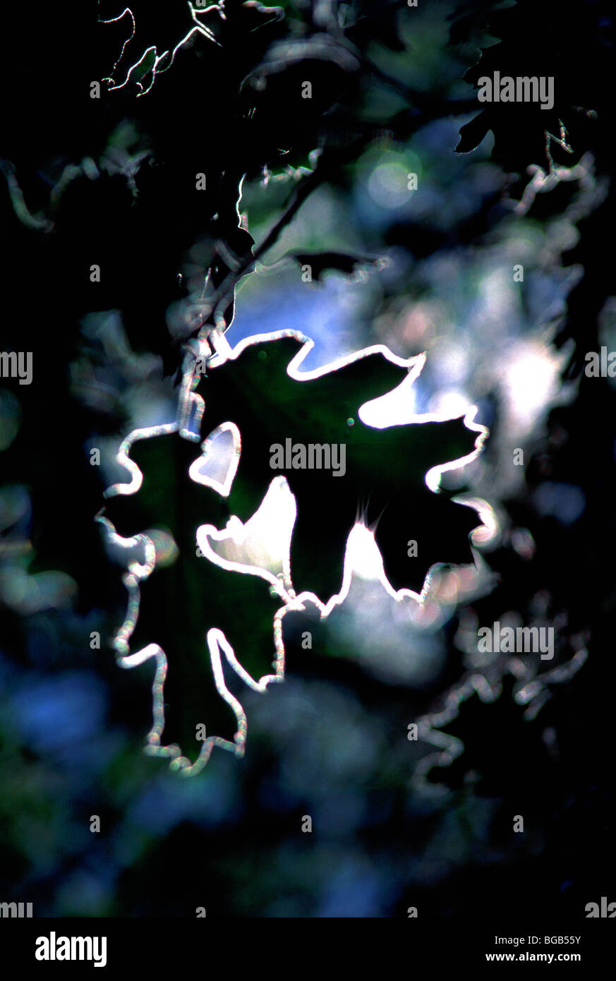 Up close trees hi-res stock photography and images - Alamy