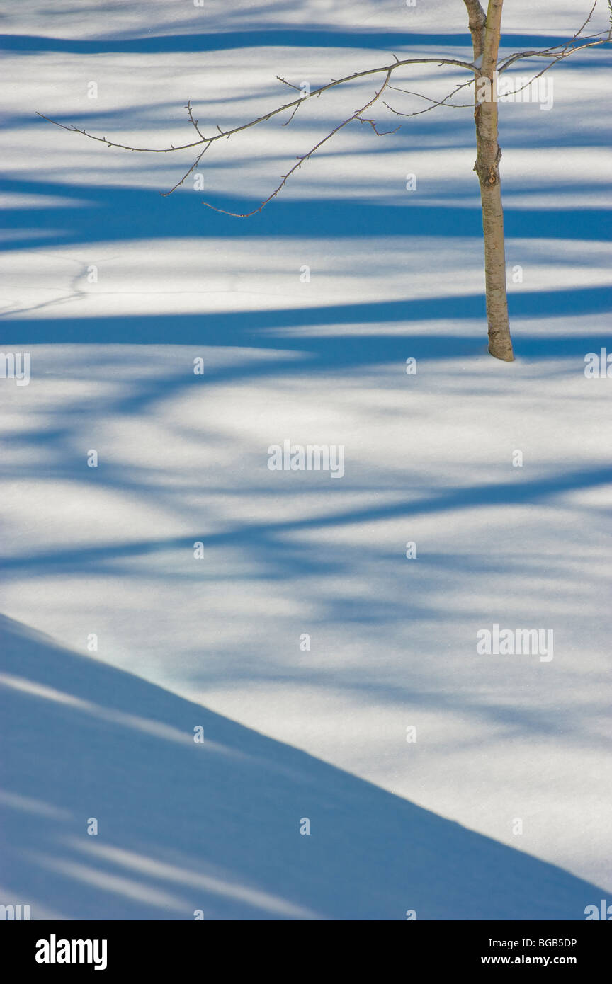 Nature snow forest shadows hi-res stock photography and images - Alamy