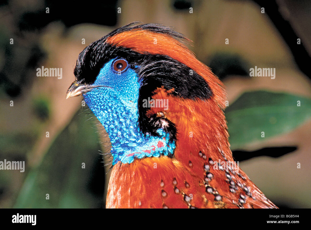 Temminck's Tragopan T Stock Photo - Alamy