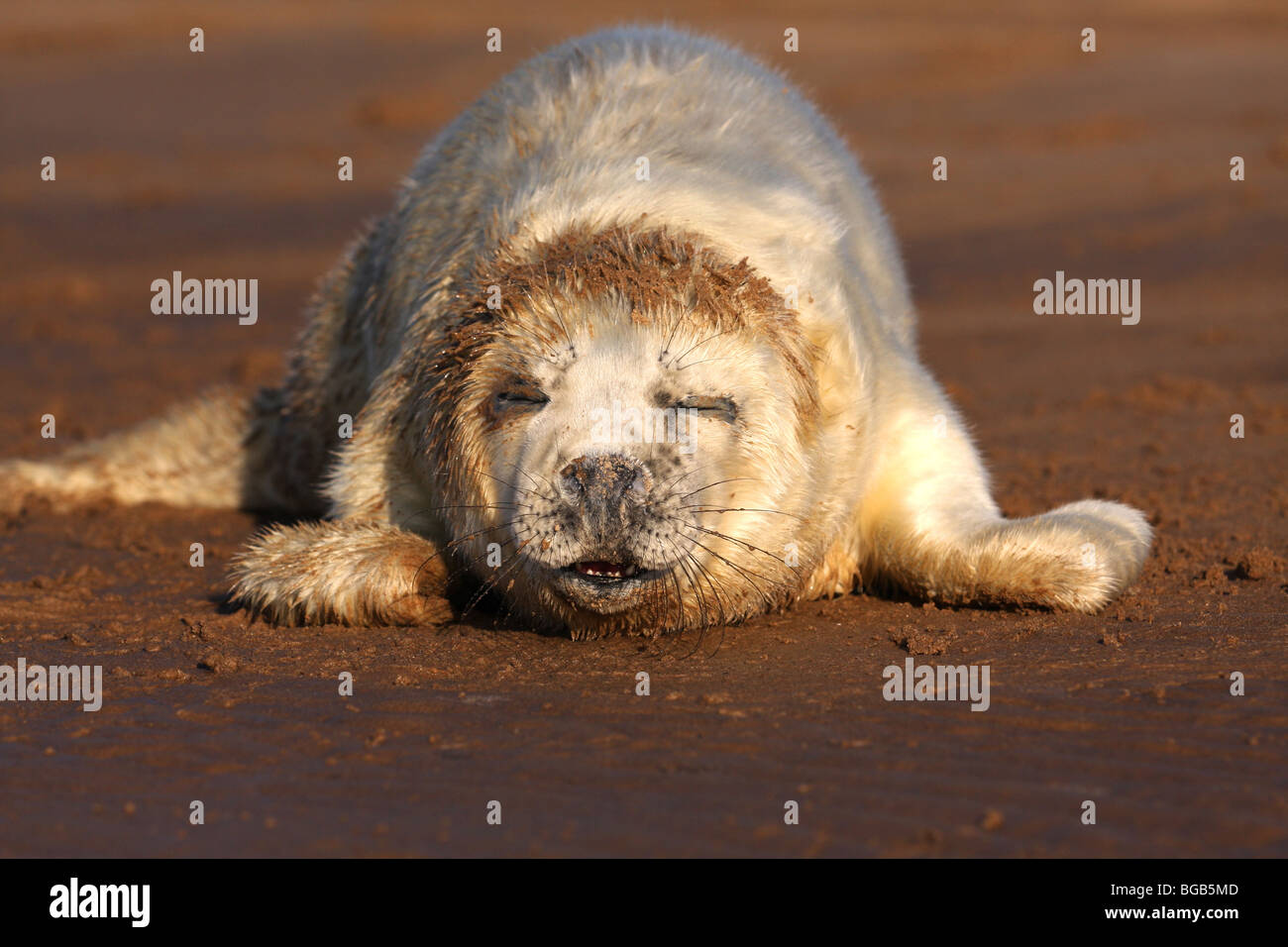 Donna Nook, Grey seals, international, conservation, grey seal colony ...