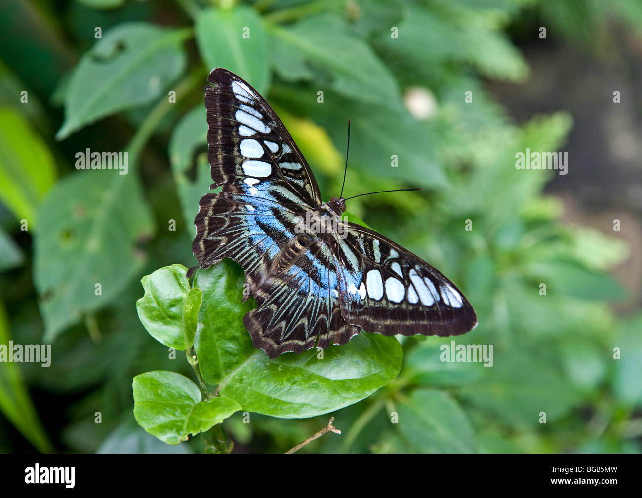 Birdwing butterfly hi-res stock photography and images - Alamy