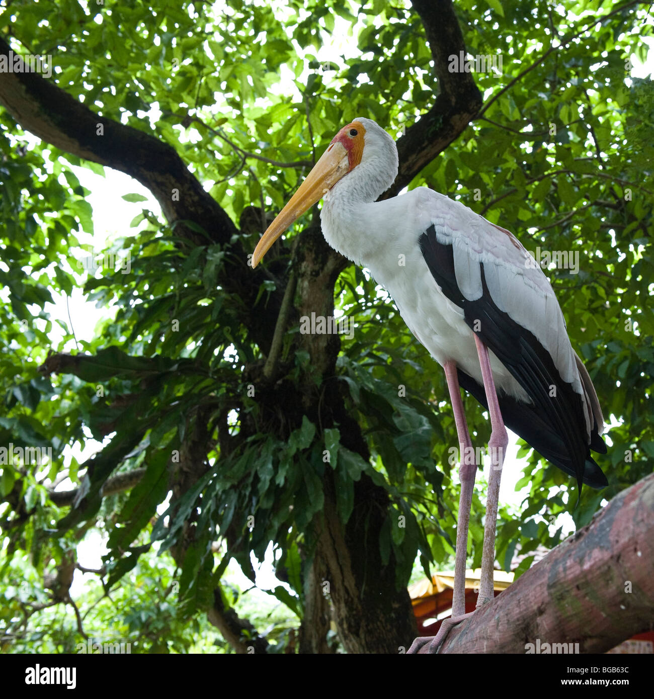 One solitary yellow billed stork standing on its long legs on a wood ...