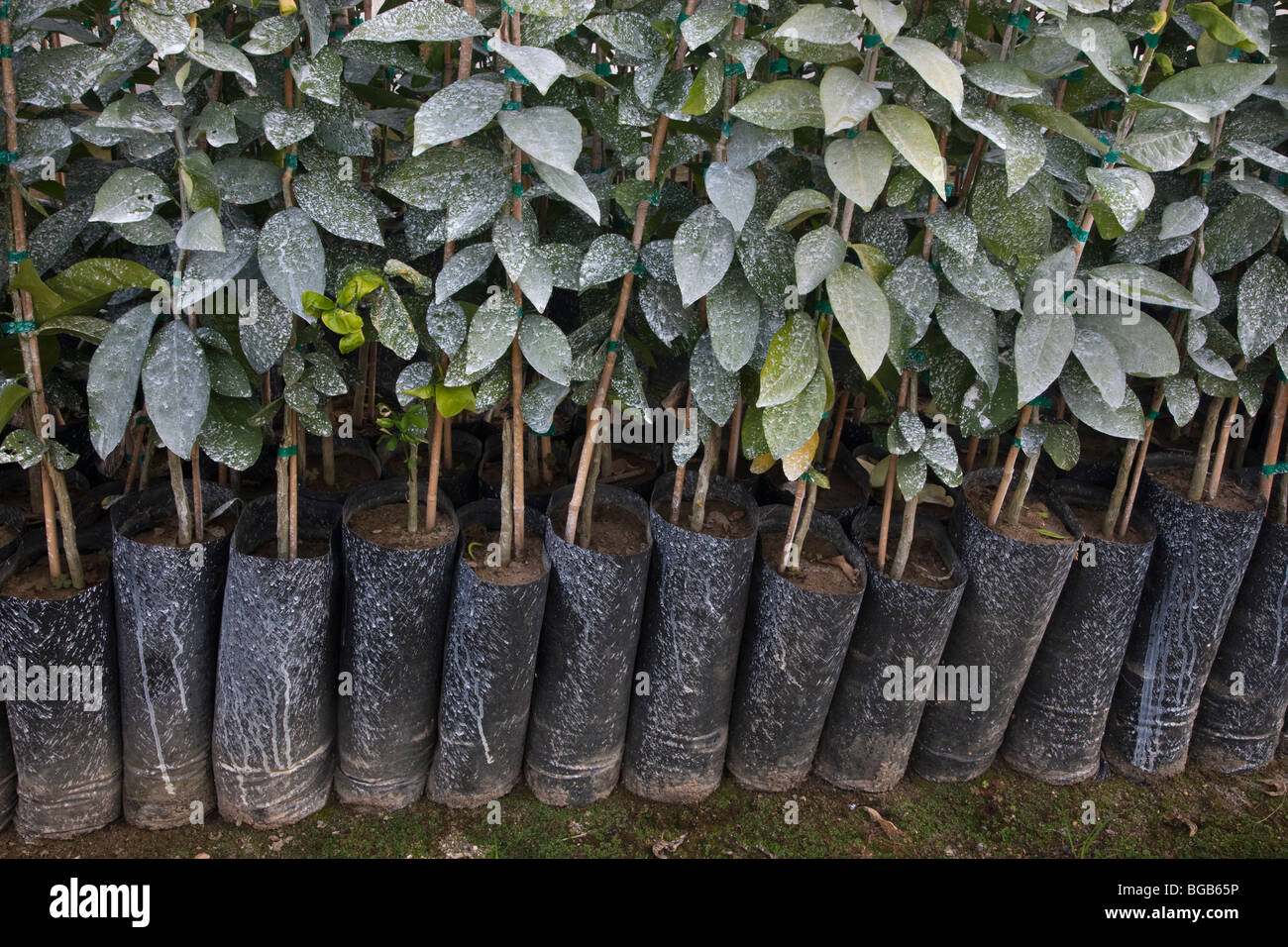 Citrus cuttings planted in propagating containers Stock Photo - Alamy