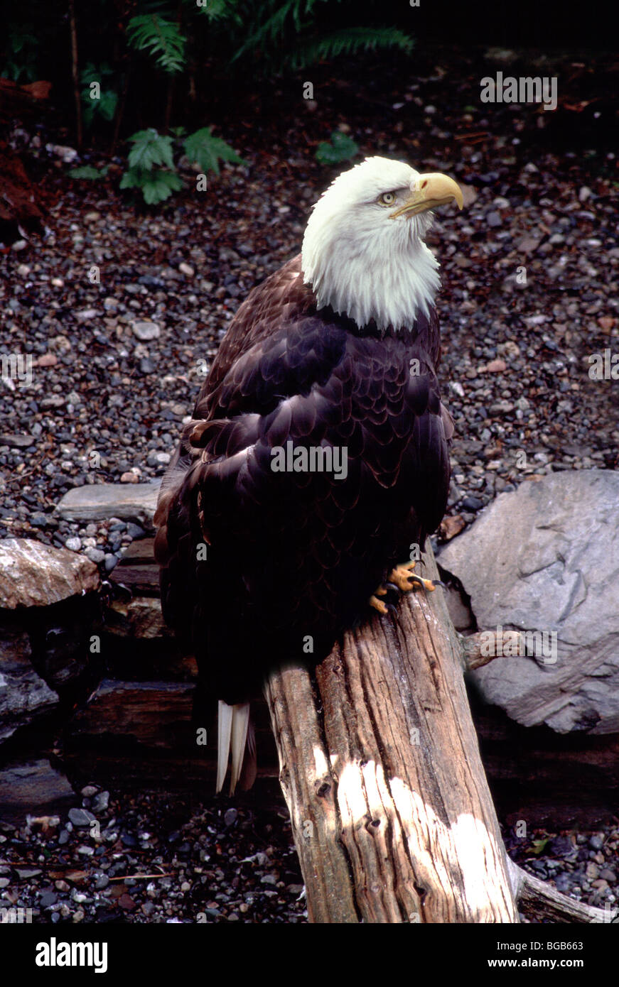Bald eagle on dead tree branch Stock Photo - Alamy