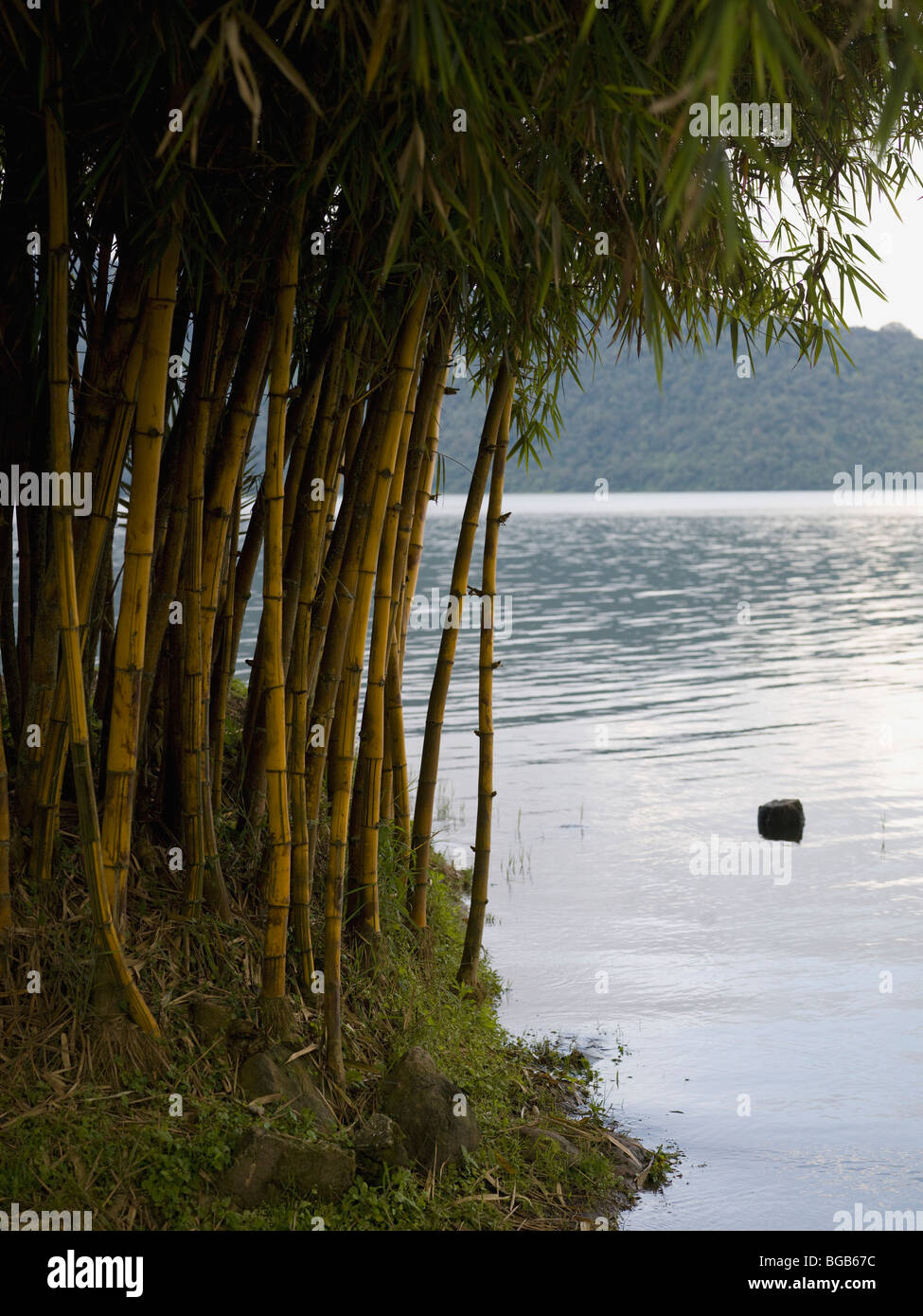 Bali, Indonesia; Bamboo At The Shoreline Stock Photo - Alamy