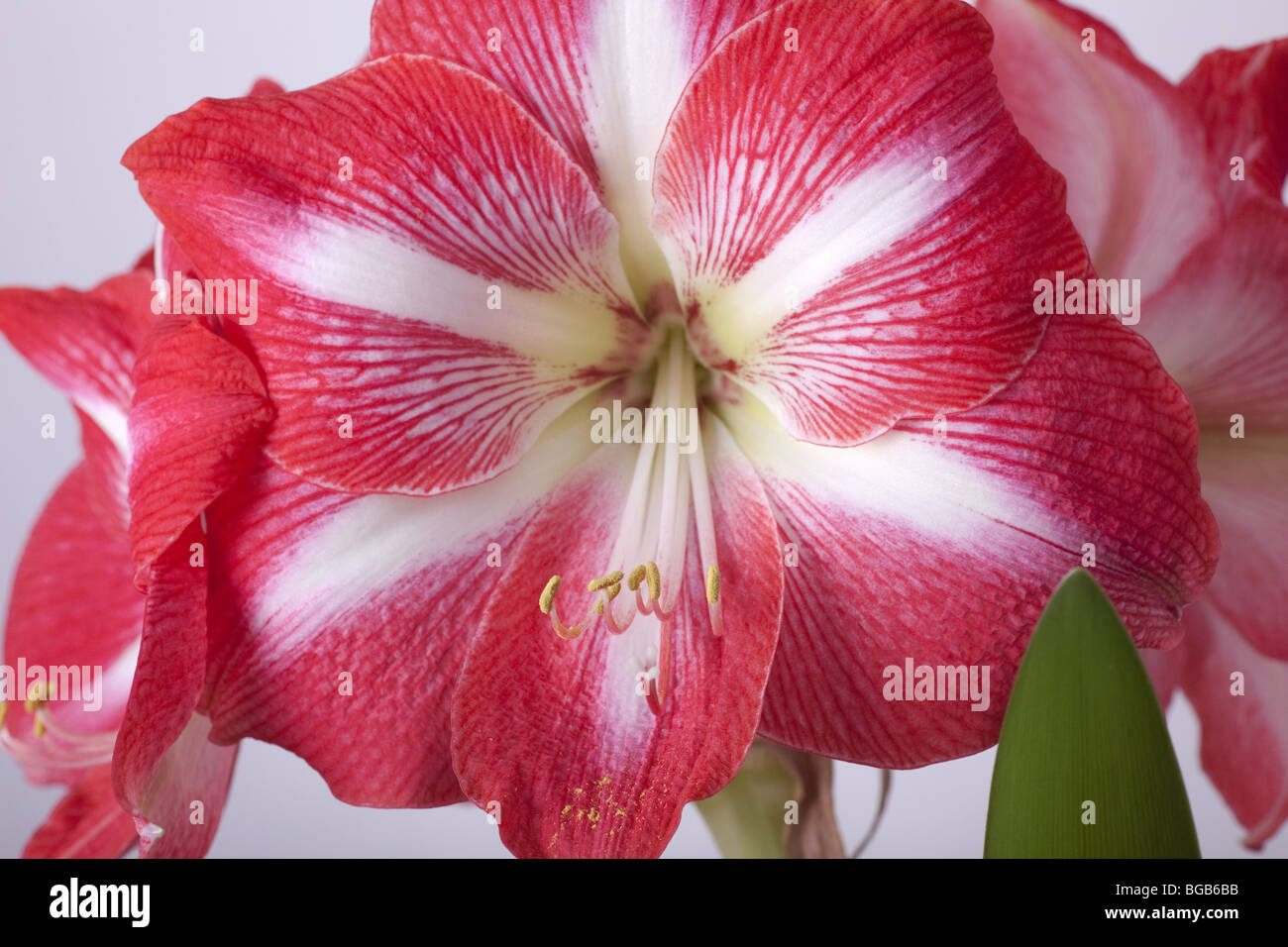 Stigma stamens amaryllis hi-res stock photography and images - Alamy