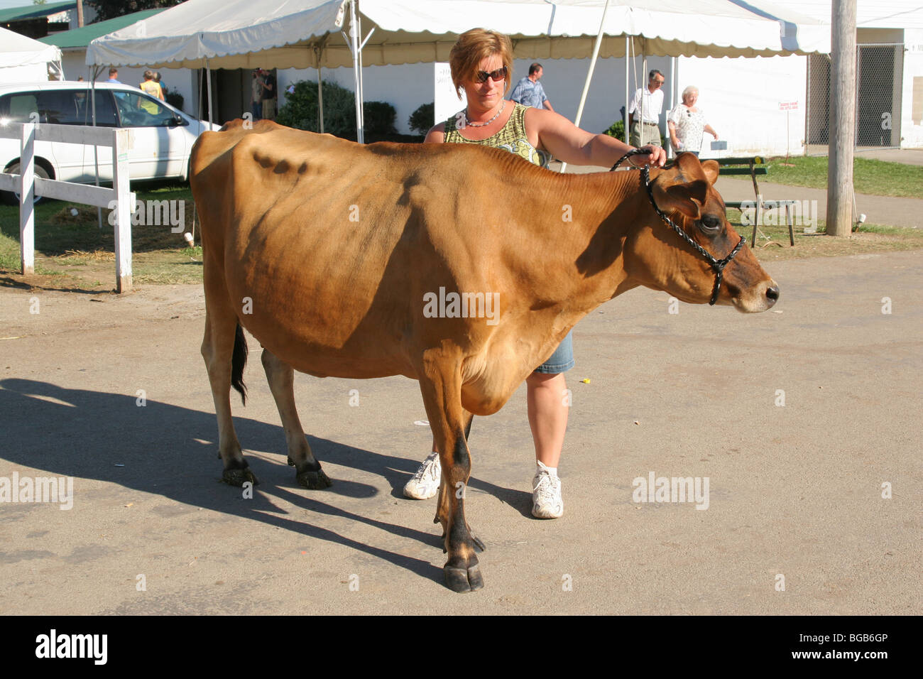 Dairy cow and people hi-res stock photography and images - Alamy