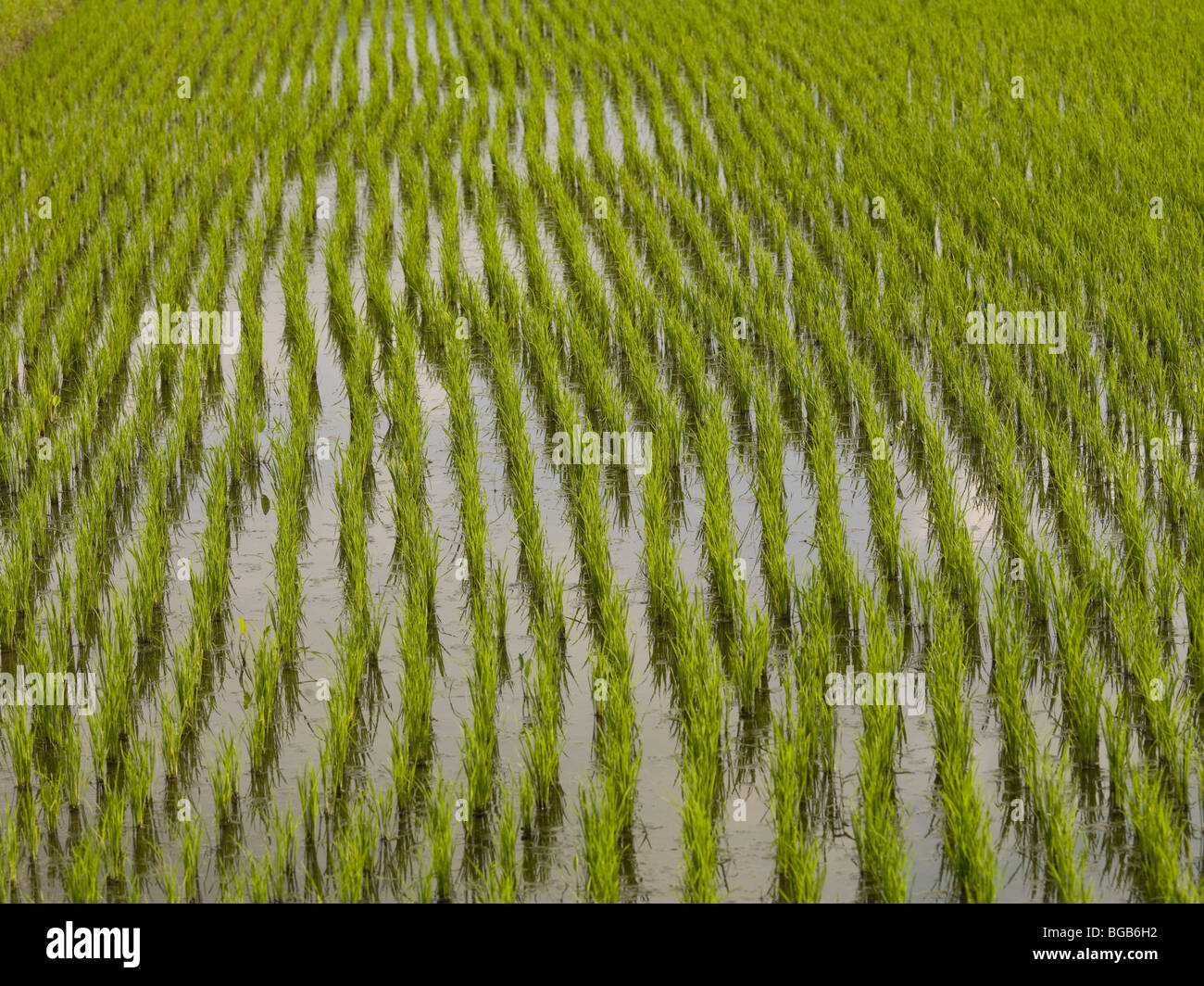 Bali, Indonesia; Rice Field Stock Photo - Alamy