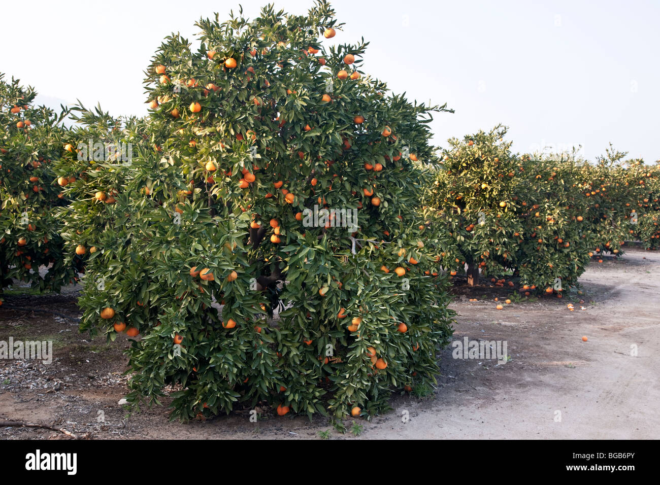 Orange Tree Orchard