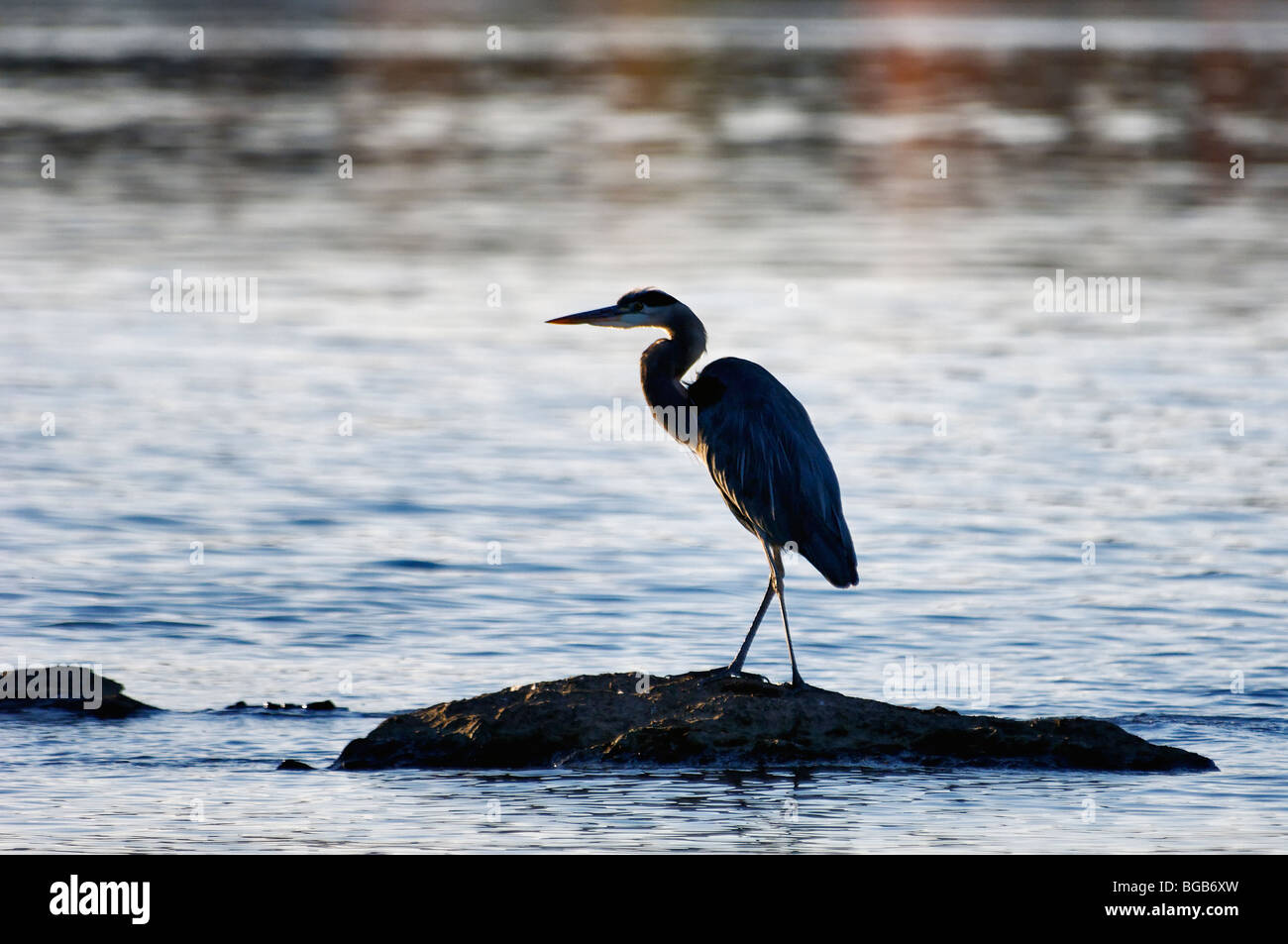 Great Blue Heron Standing On High Resolution Stock Photography and ...
