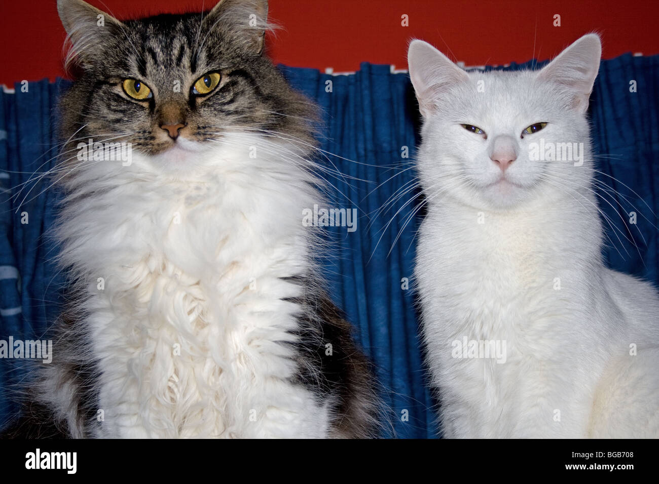 Large white cat hi-res stock photography and images - Alamy