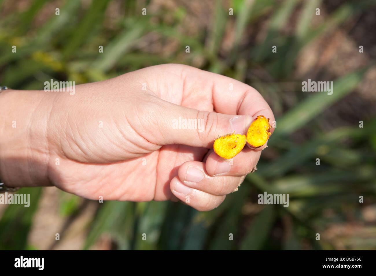 Cross-section of immature palm fruit in palm of hand. Johor Bahru ...