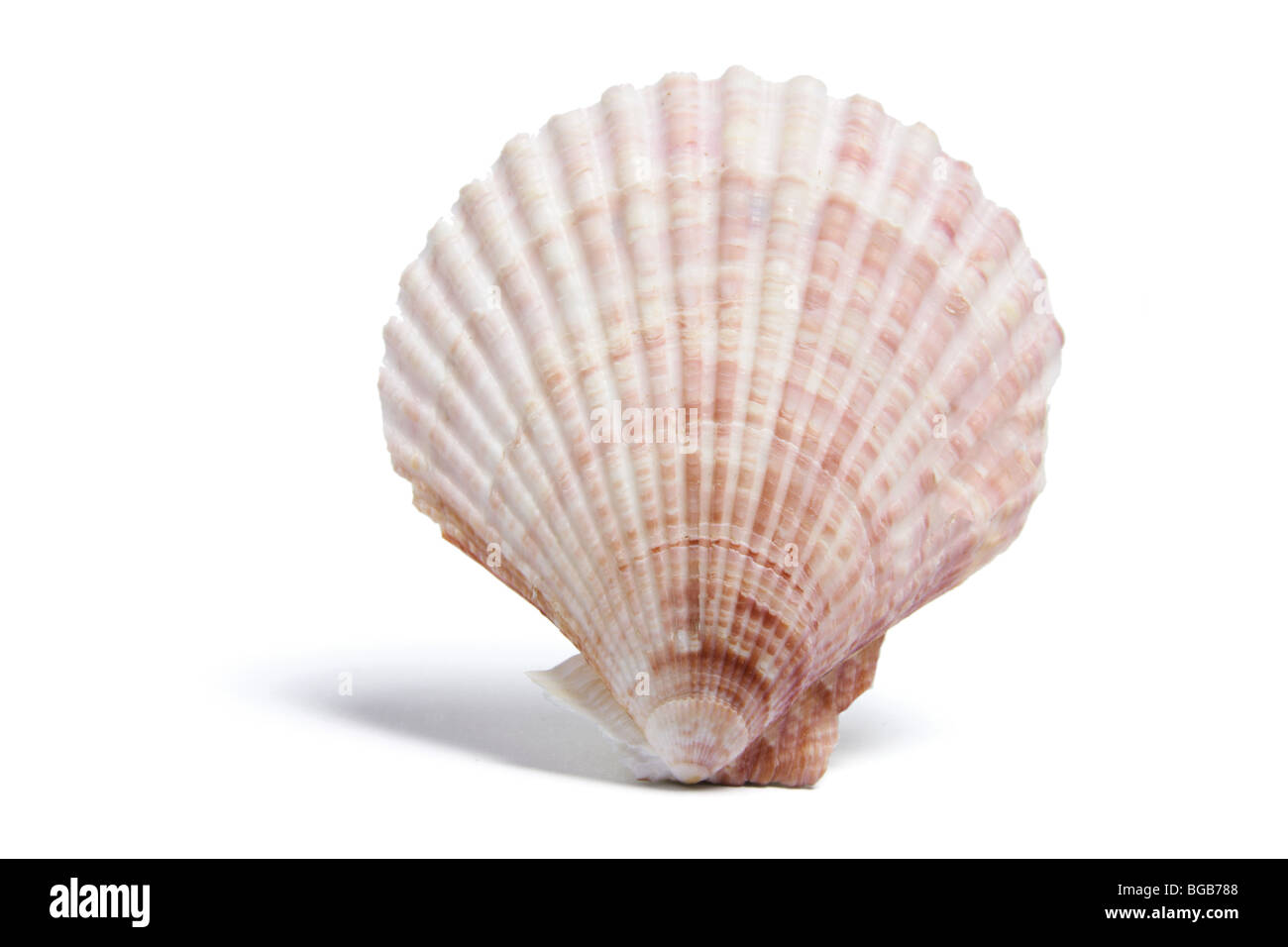Scallop seashell hi-res stock photography and images - Alamy