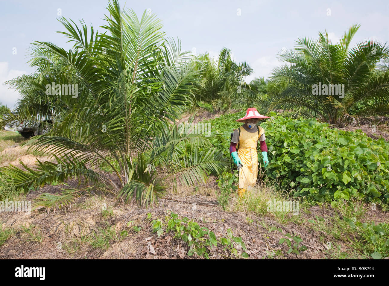 A worker spraying glyphosate herbicide around young palm trees. Sindora ...