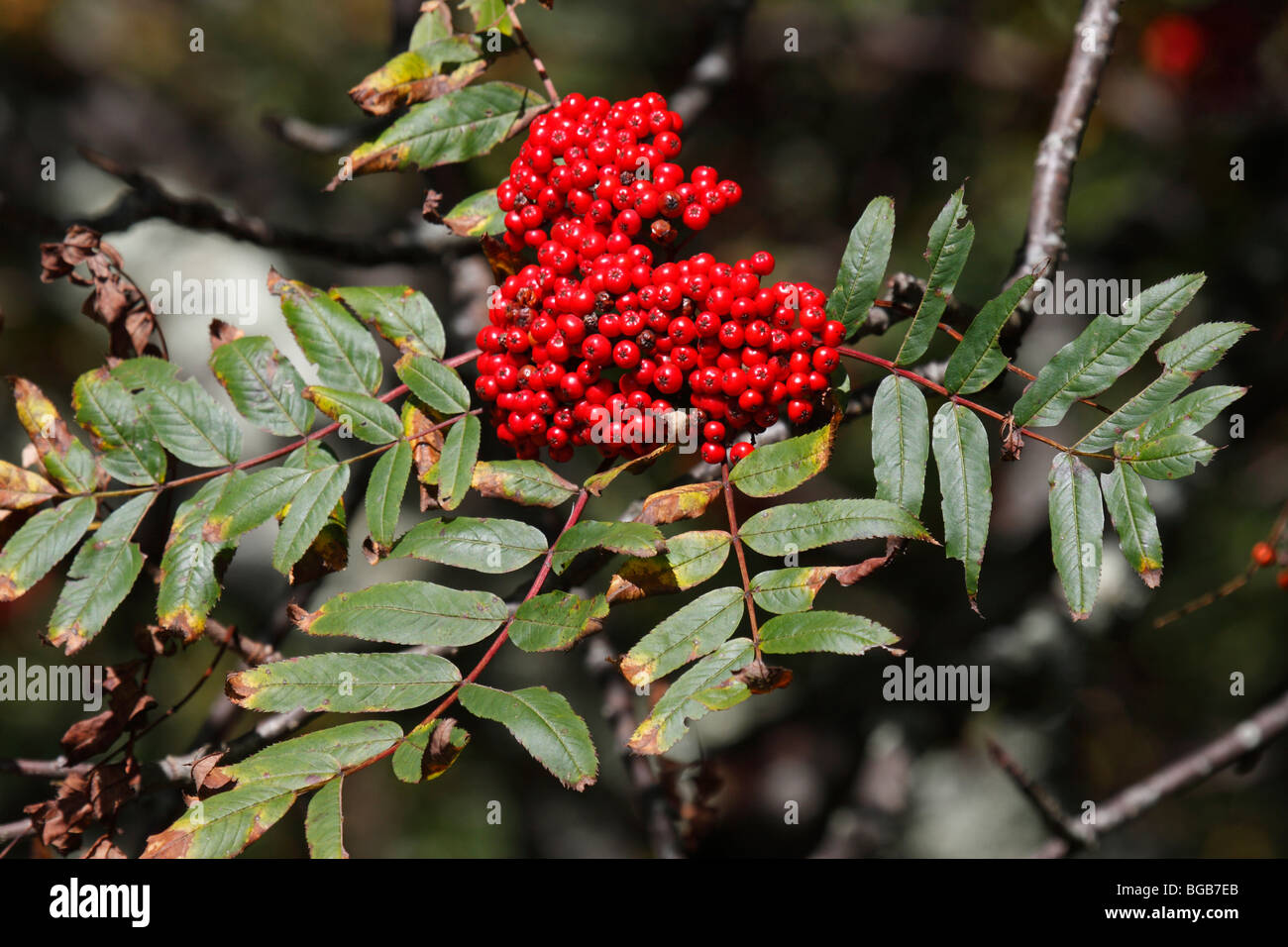 Ash tree hi hi-res stock photography and images - Alamy