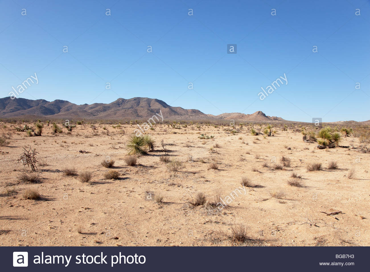 Mexico Desert Landscape Cactus High Resolution Stock Photography and Images - Alamy