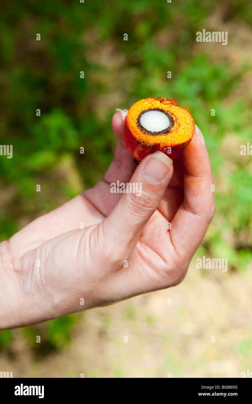 A close-up of a cross section of palm fruit exposing the hard brown ...