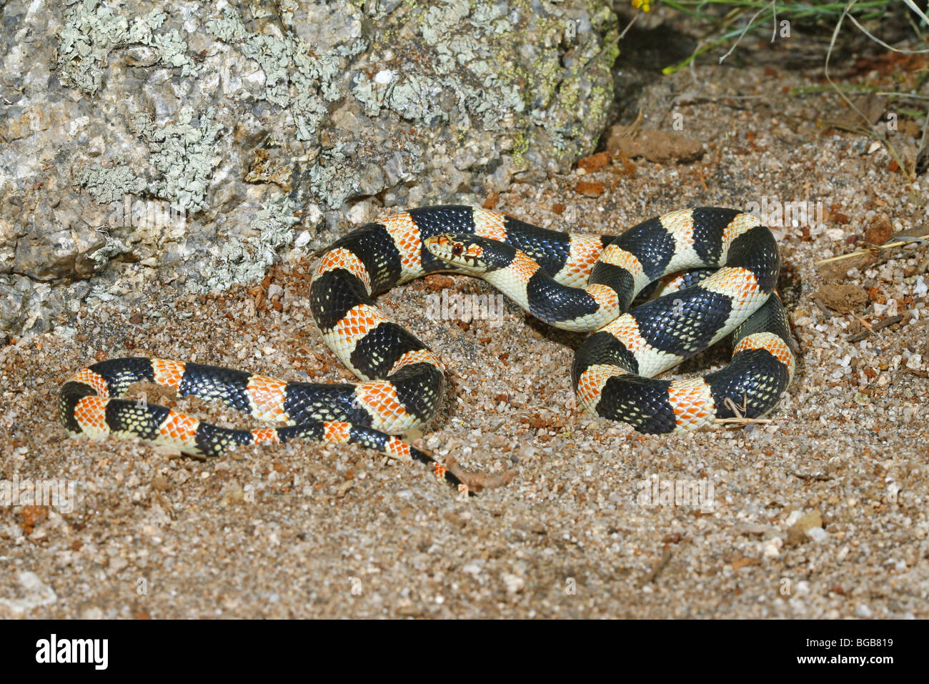 Long nosed snake hi-res stock photography and images - Alamy