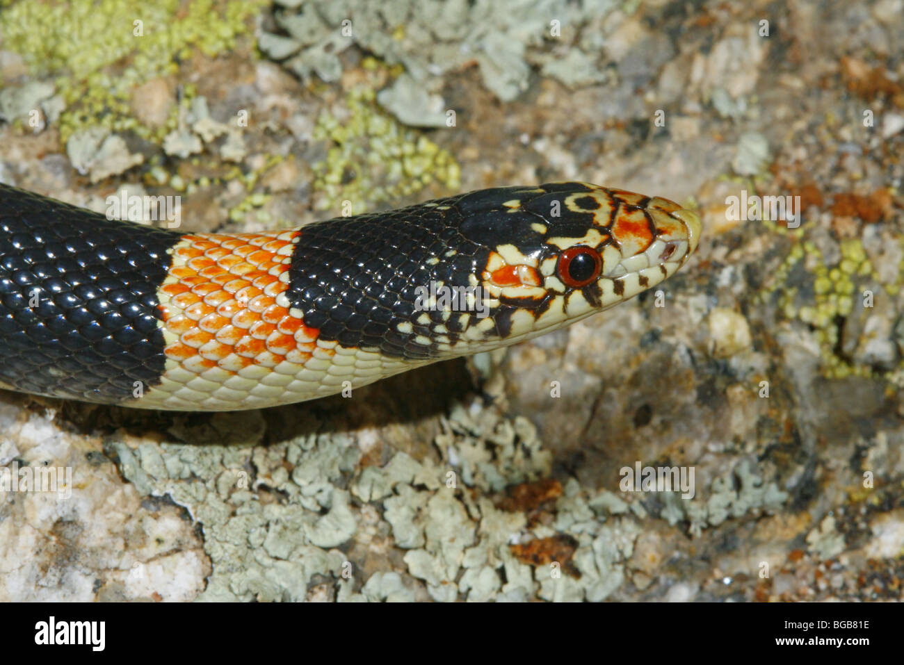 Long nosed snake hi-res stock photography and images - Alamy