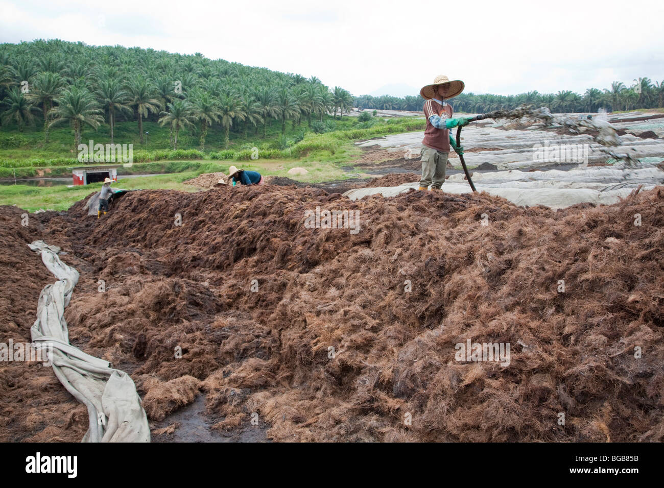 Worker spraying effluent from the palm oil milling process on compost ...