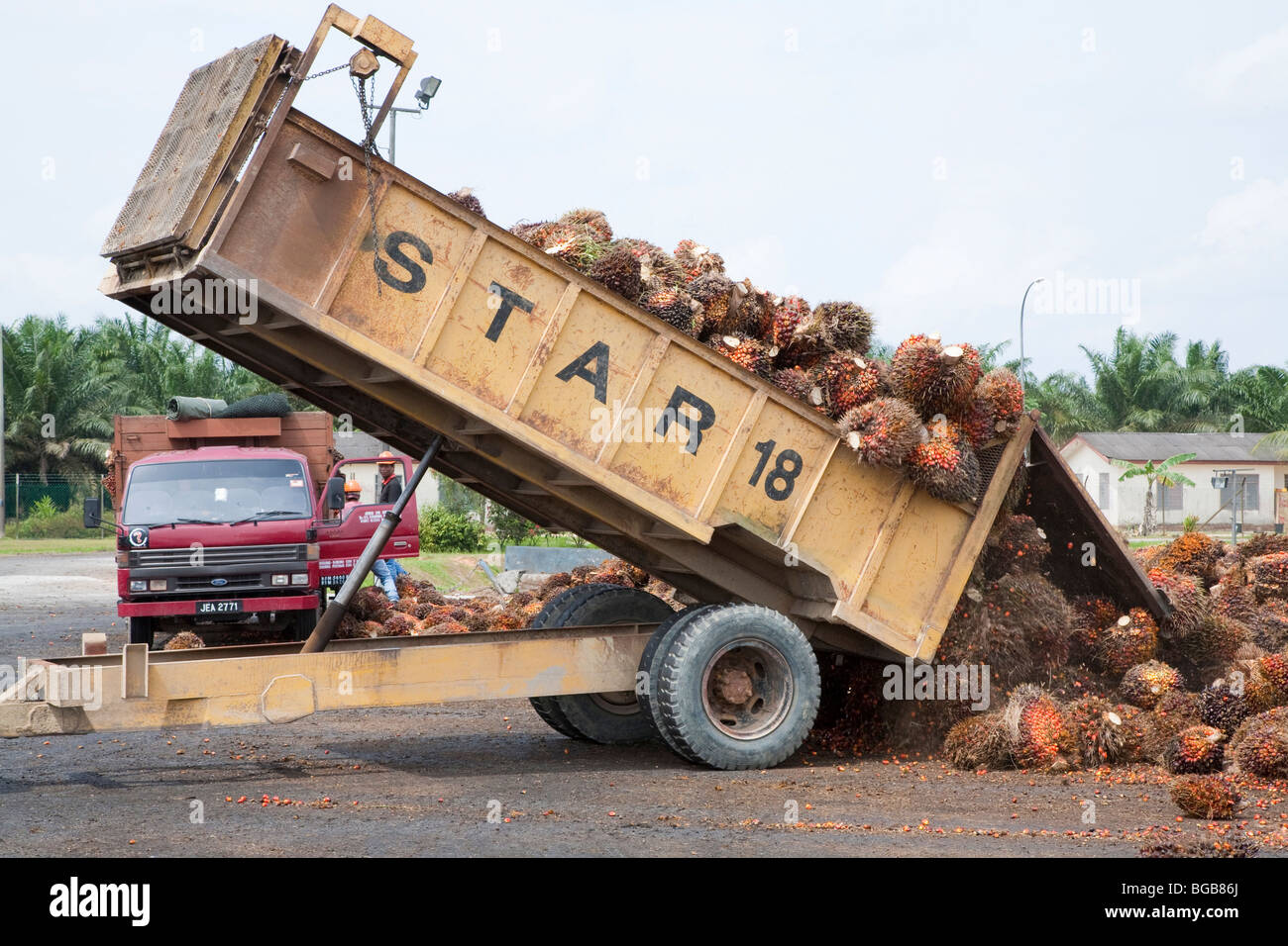 A load of oil palm fresh fruit bunches (FFBs) are dumped at the mill ...