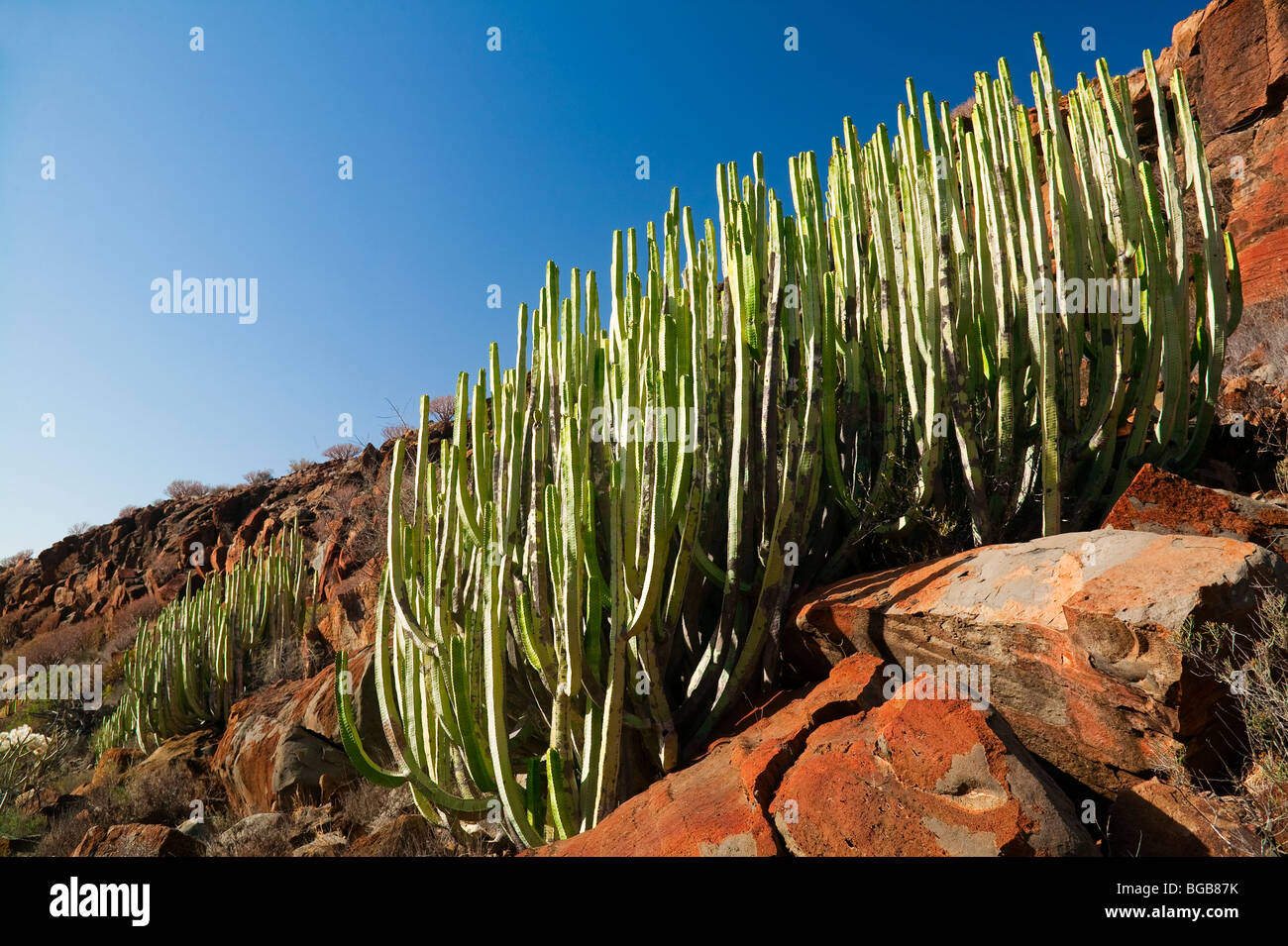 African cactus hi-res stock photography and images - Alamy