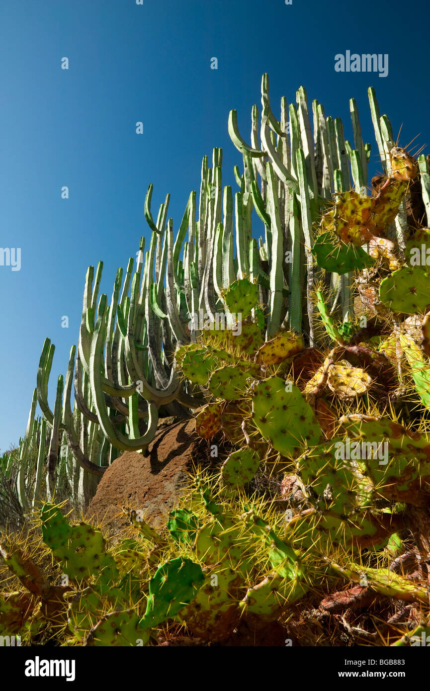 CACTUS PLANTS, TENERIFE ISLAND, CANARIES Stock Photo - Alamy