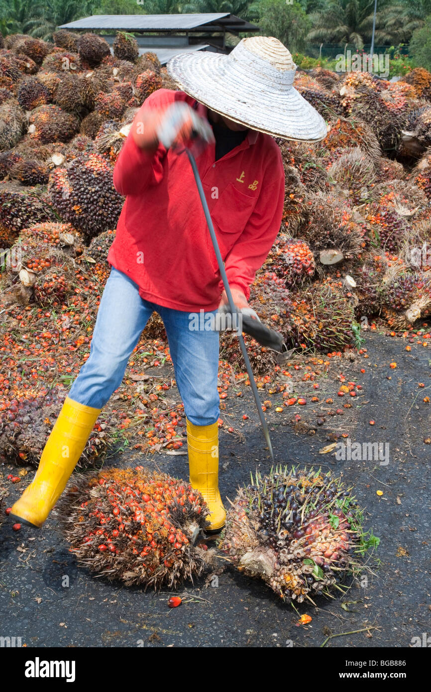 Palm oil mill hi-res stock photography and images - Alamy