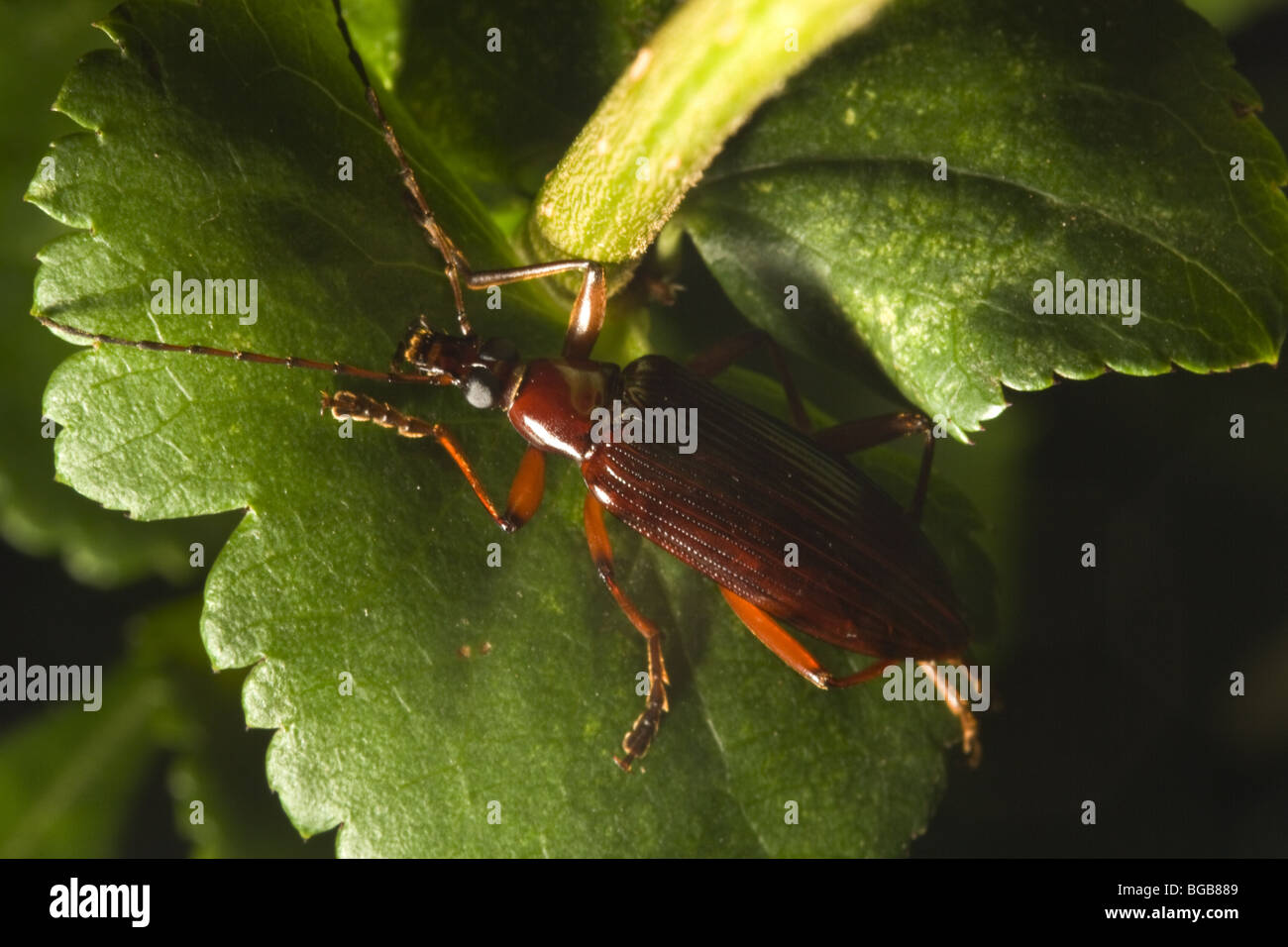 Long horned beetle hi-res stock photography and images - Alamy