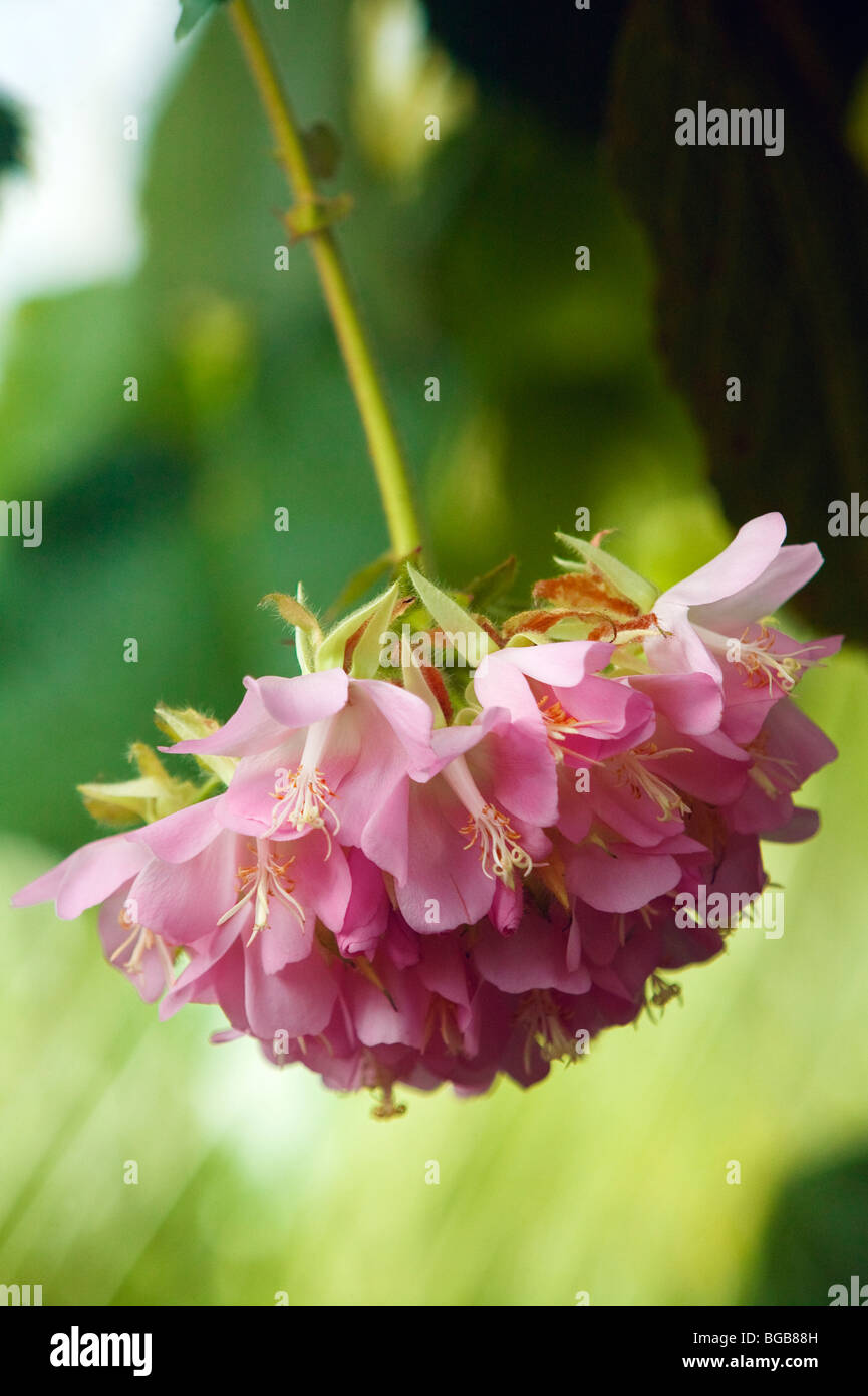 Canaries hi-res stock photography and images - Alamy