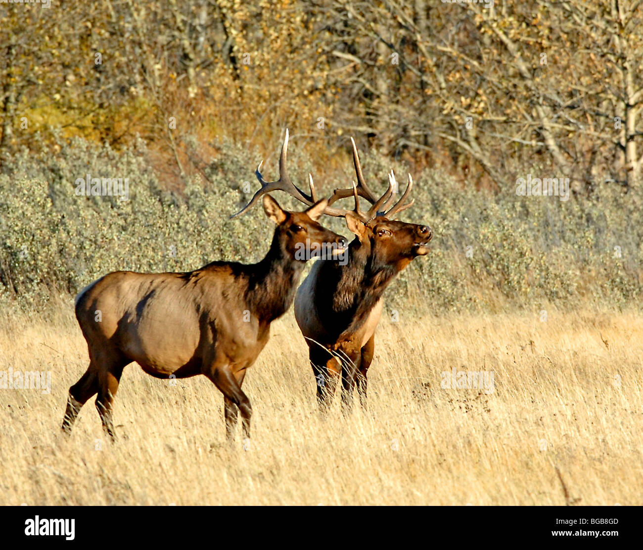 Pregnant elk hi-res stock photography and images - Alamy