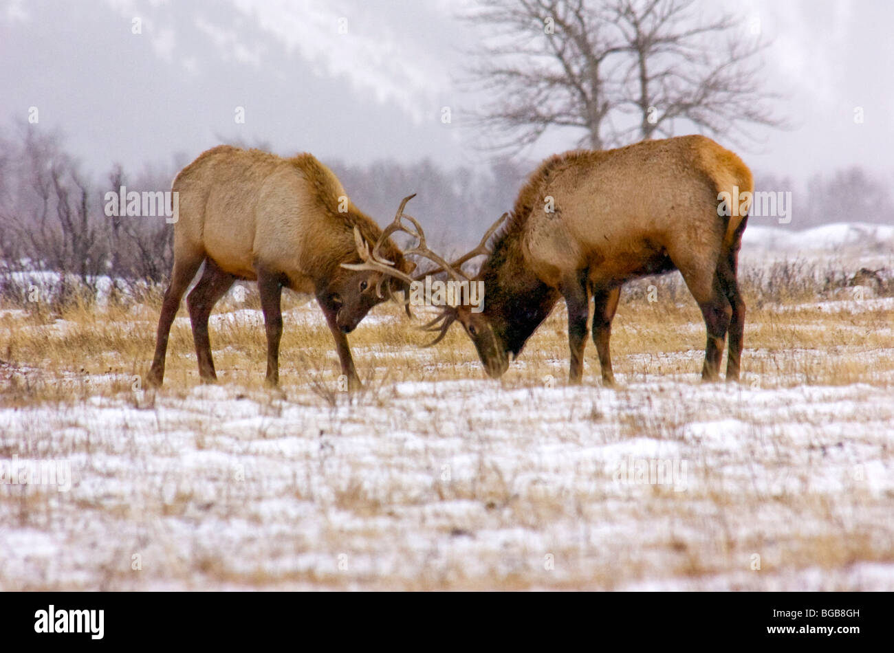 Bull elk fighting during fall hi-res stock photography and images - Alamy