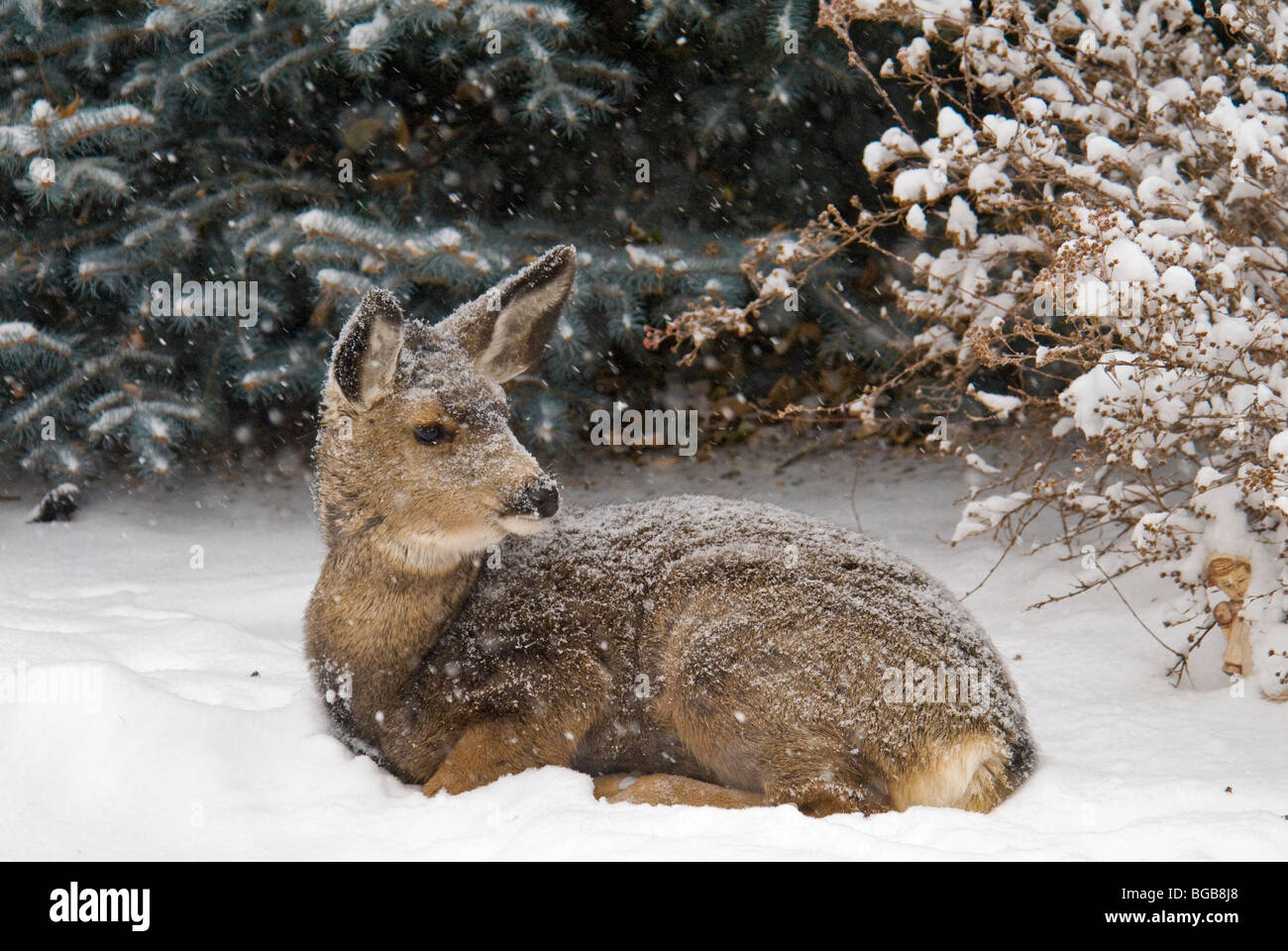 CANADA North America Alberta Lethbridge Alert young Mule Deer sitting ...