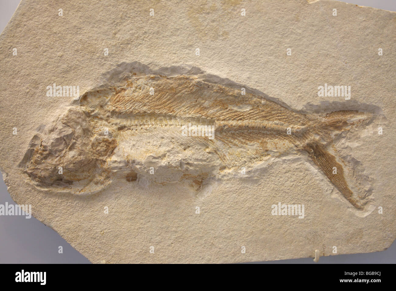Fossil skeleton rock england hi-res stock photography and images - Alamy