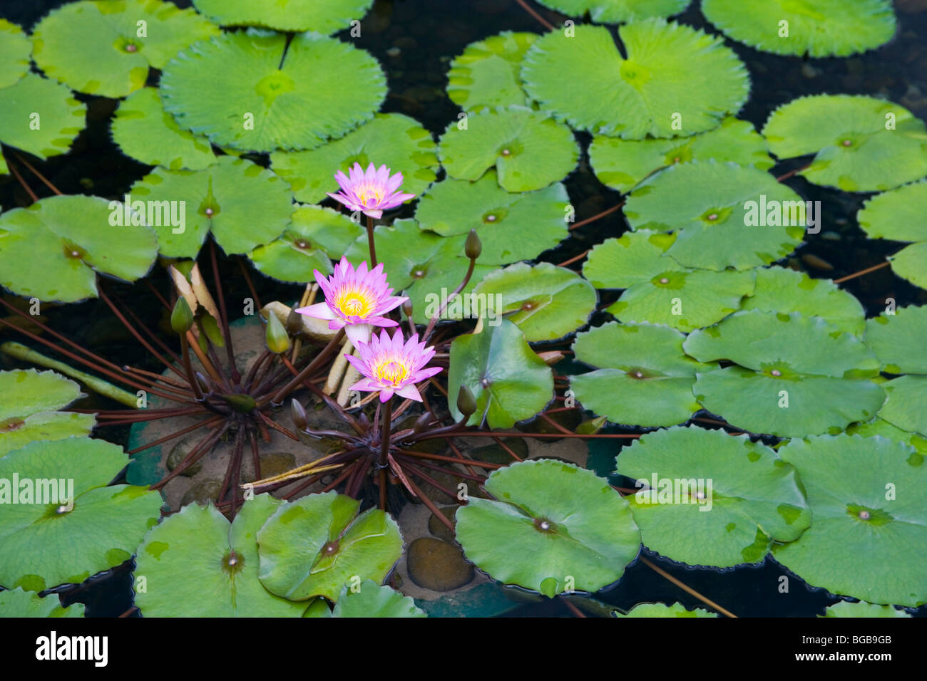 Athanasios papadopoulos hi-res stock photography and images - Alamy