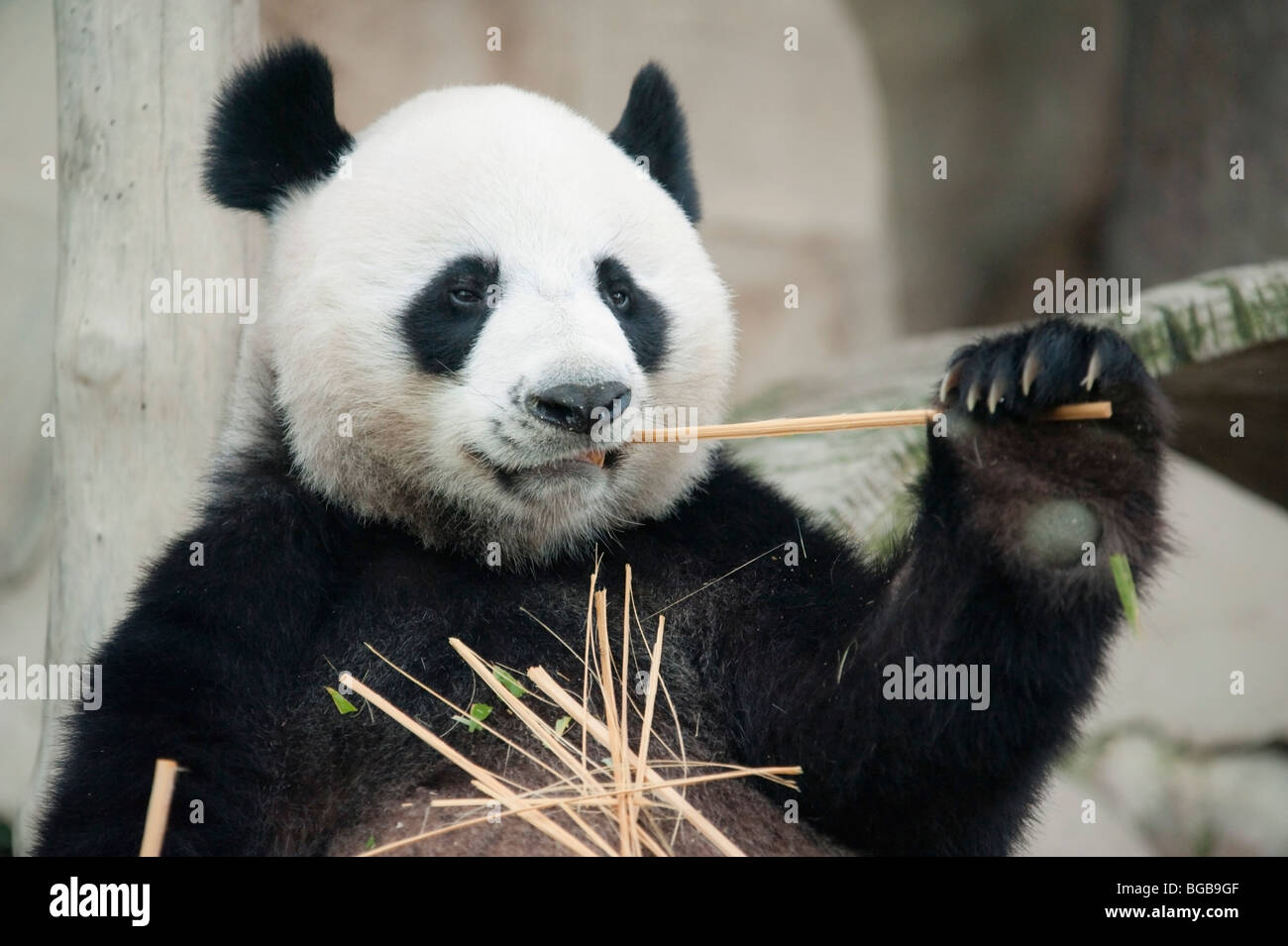 Panda In Zoo; Panda Eating Bamboo Stock Photo - Alamy