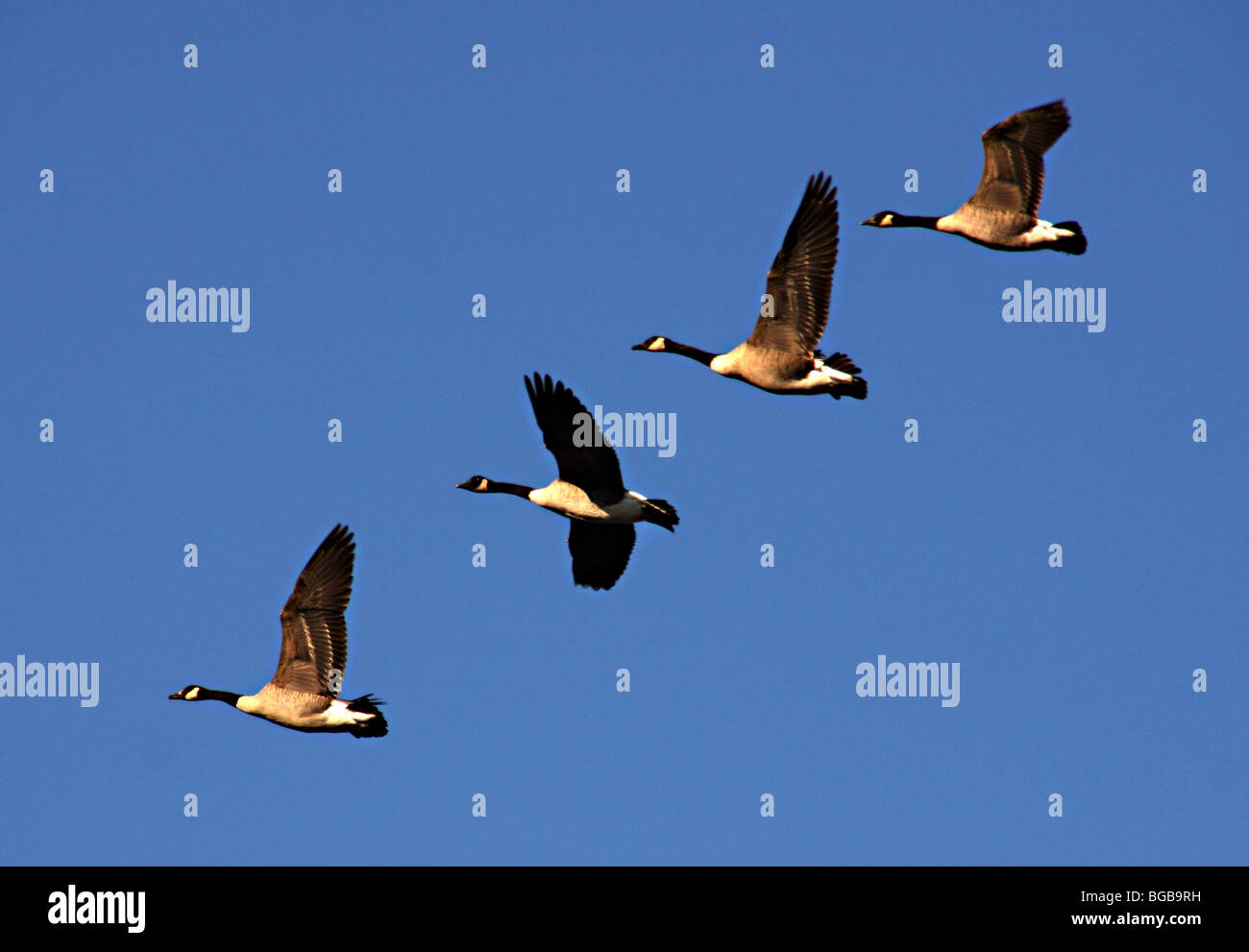 USA New Hampshire Birds Canada Geese in flight against a blue sky ...