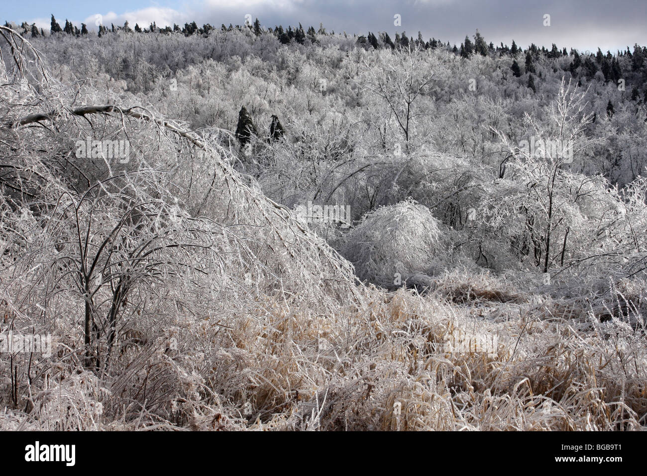 The ice storm hi-res stock photography and images - Alamy