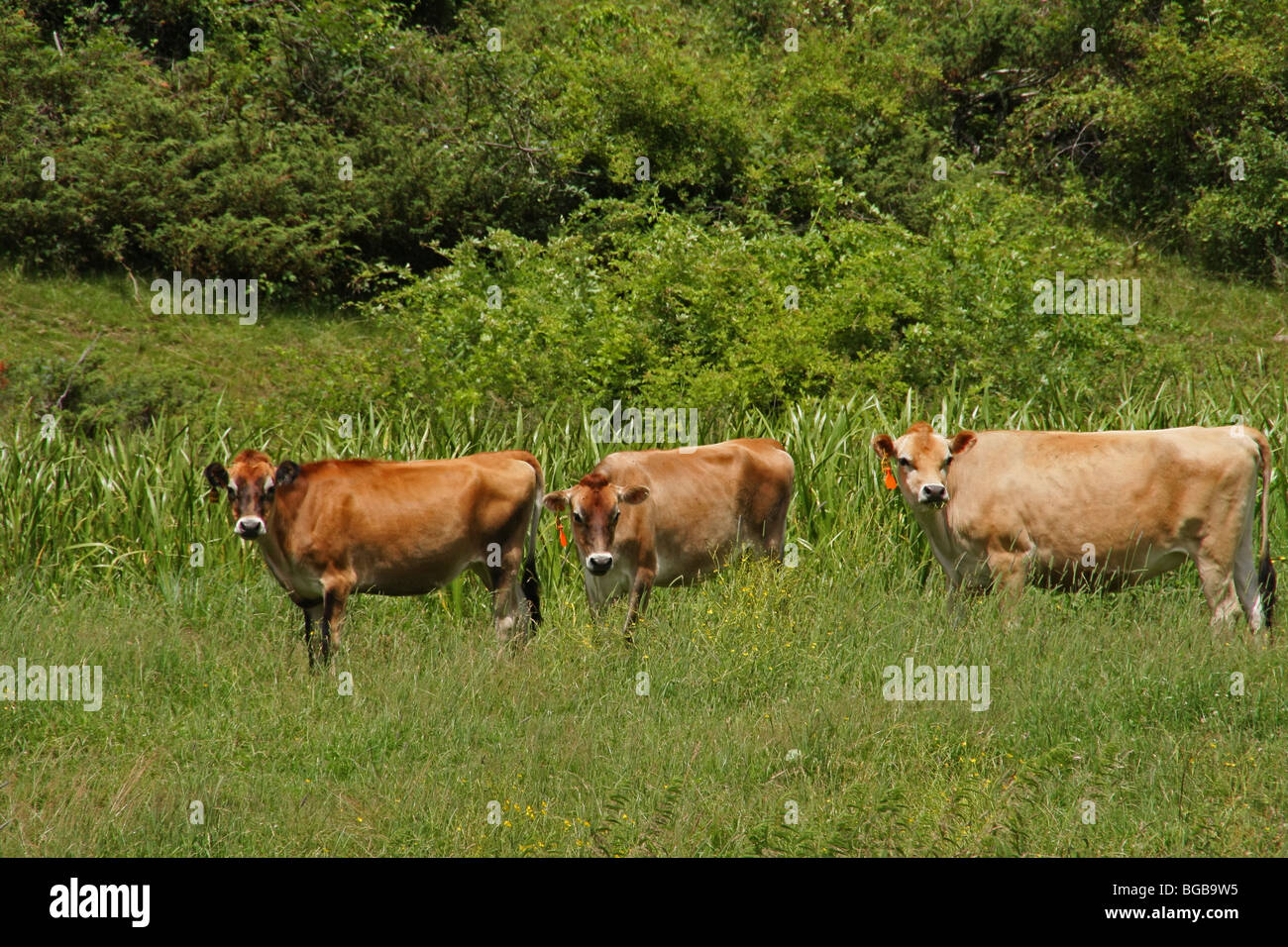 USA, New Hampshire Walpole Stock Photo - Alamy