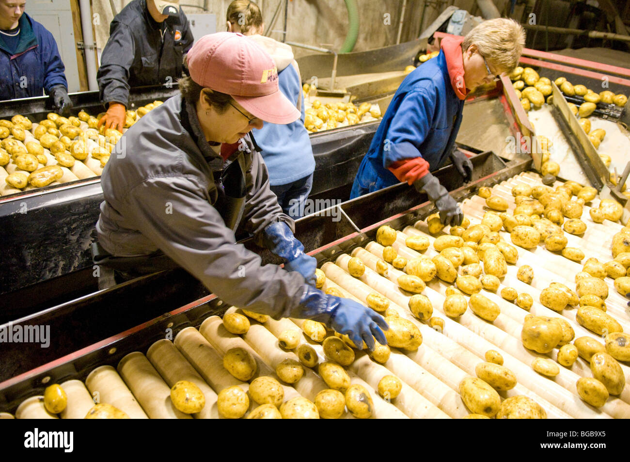 CANADA North America Alberta Chin Sorting FL 1879 potatoes for ...