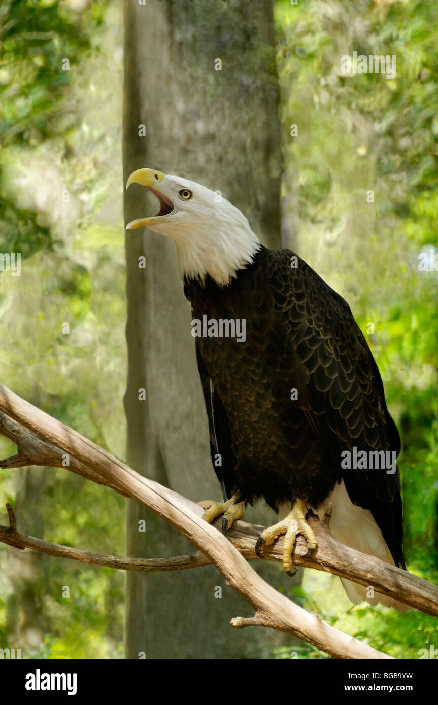 Calling symbol hi-res stock photography and images - Alamy
