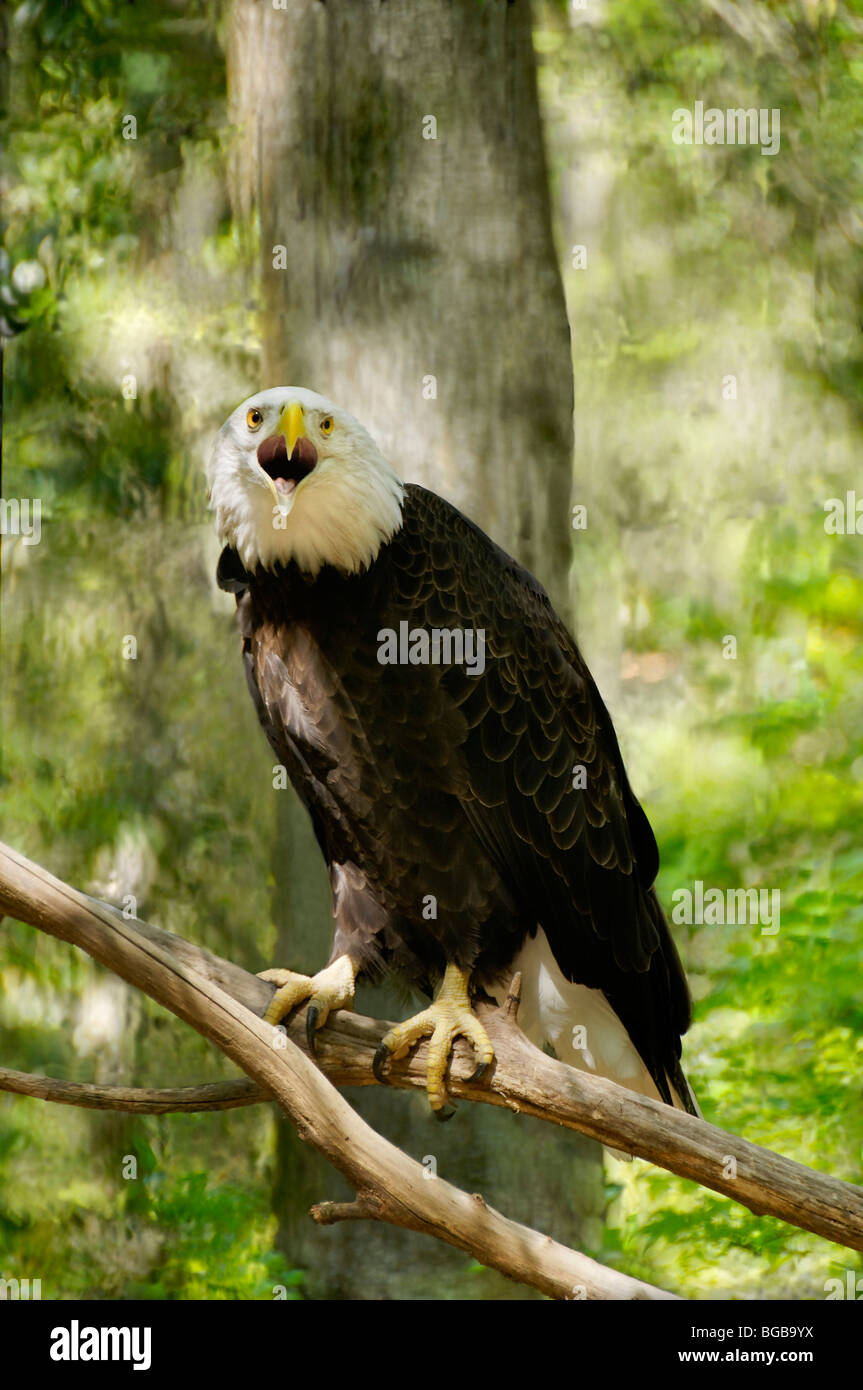 Female bald eagle hi-res stock photography and images - Alamy