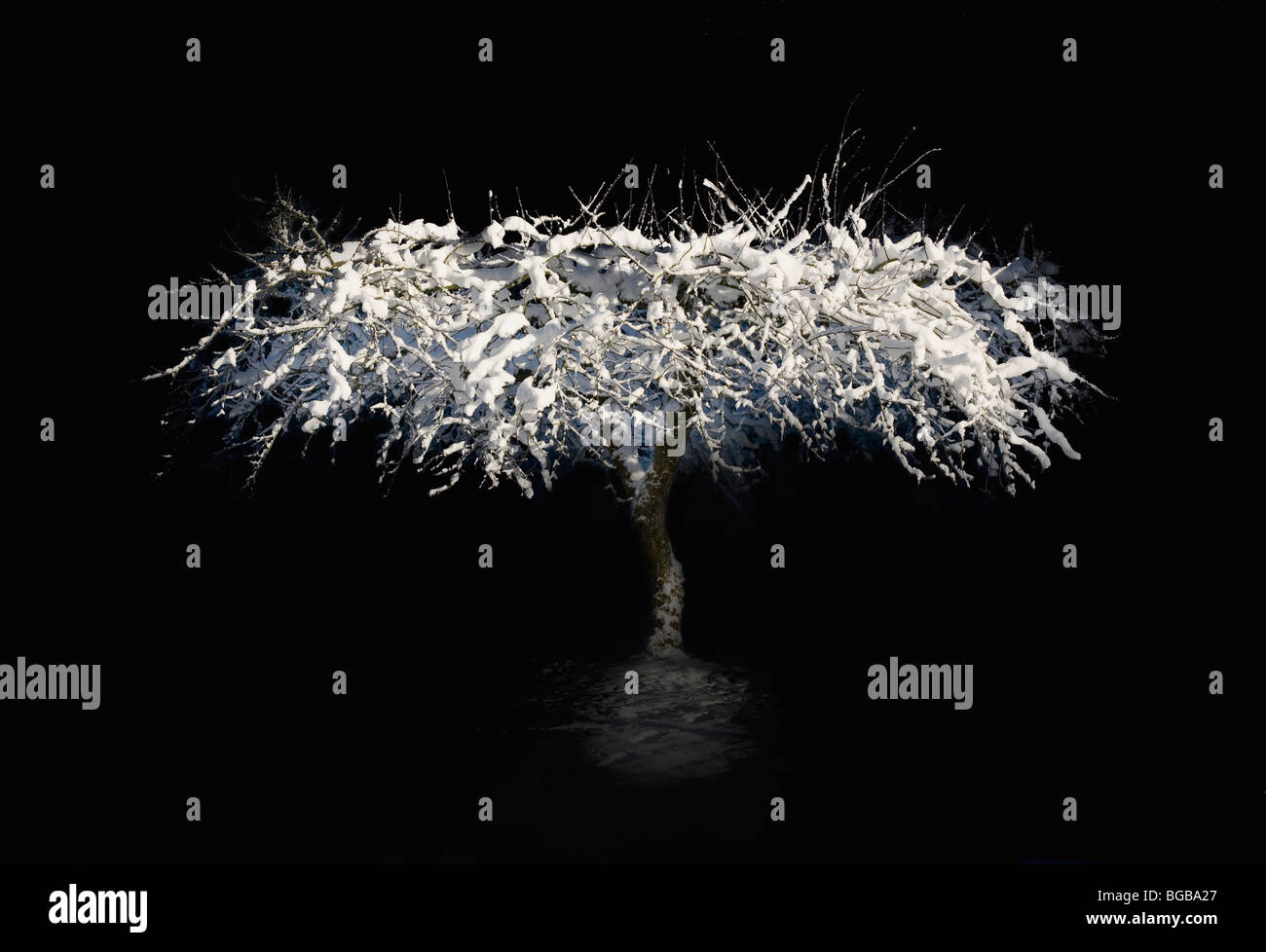Snow-covered tree at night Stock Photo - Alamy