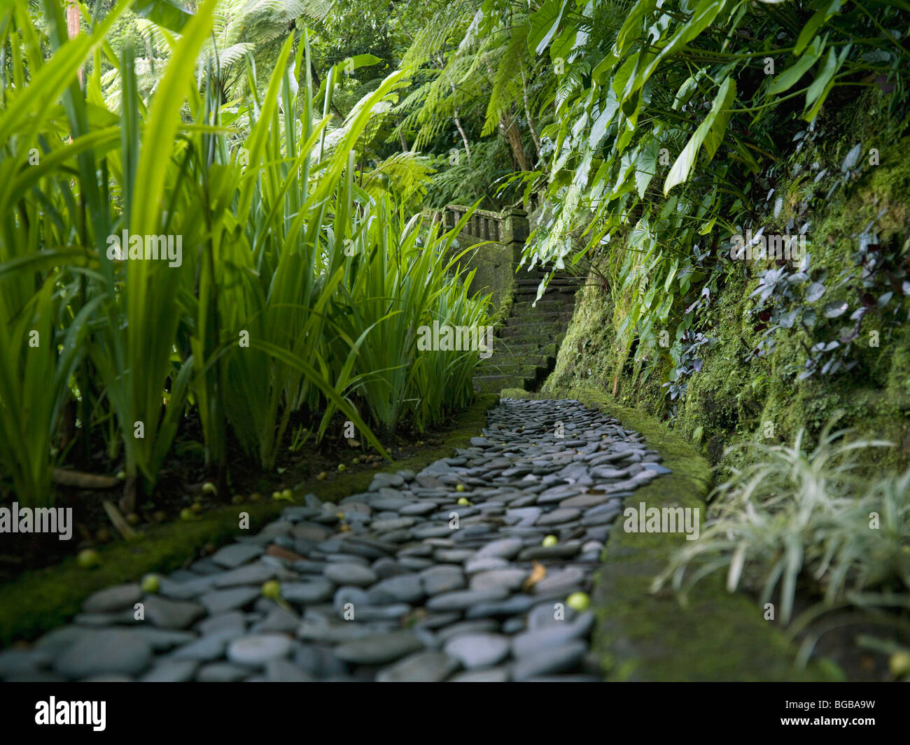 Bali, Indonesia; Stone Pathway Lined With Tall Grass Stock Photo - Alamy