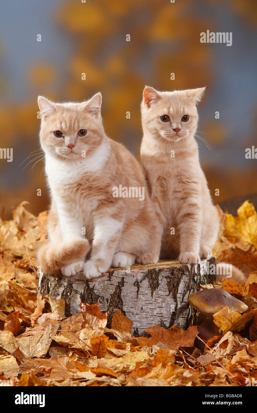 British Shorthair Cats, cream and cream-white, 5 months Stock Photo - Alamy
